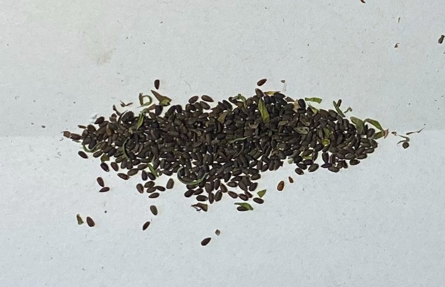 Isop - 60 frön - gammal blommande k.. | Köp från Cotexo på Tradera ...