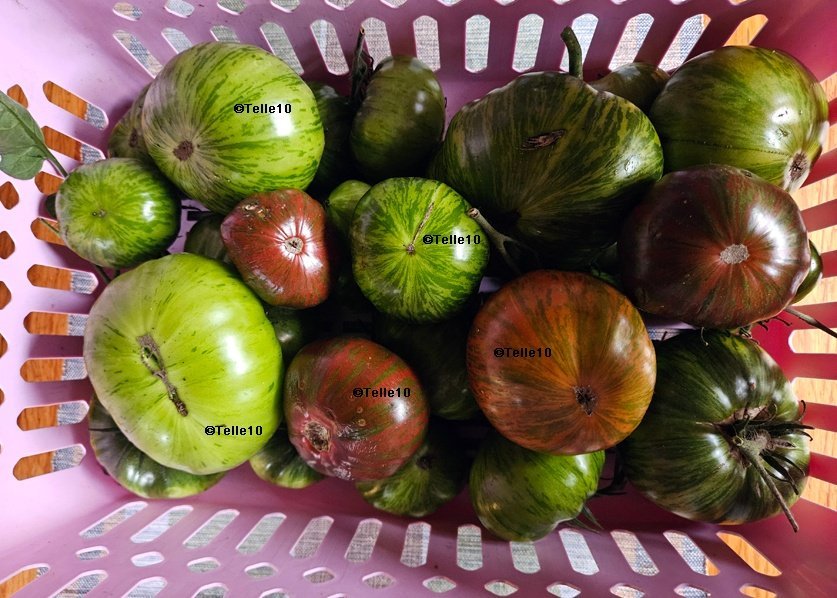 Amur Tiger, vacker och rikgivande biff. 10 frön | Köp på Tradera (699889096)