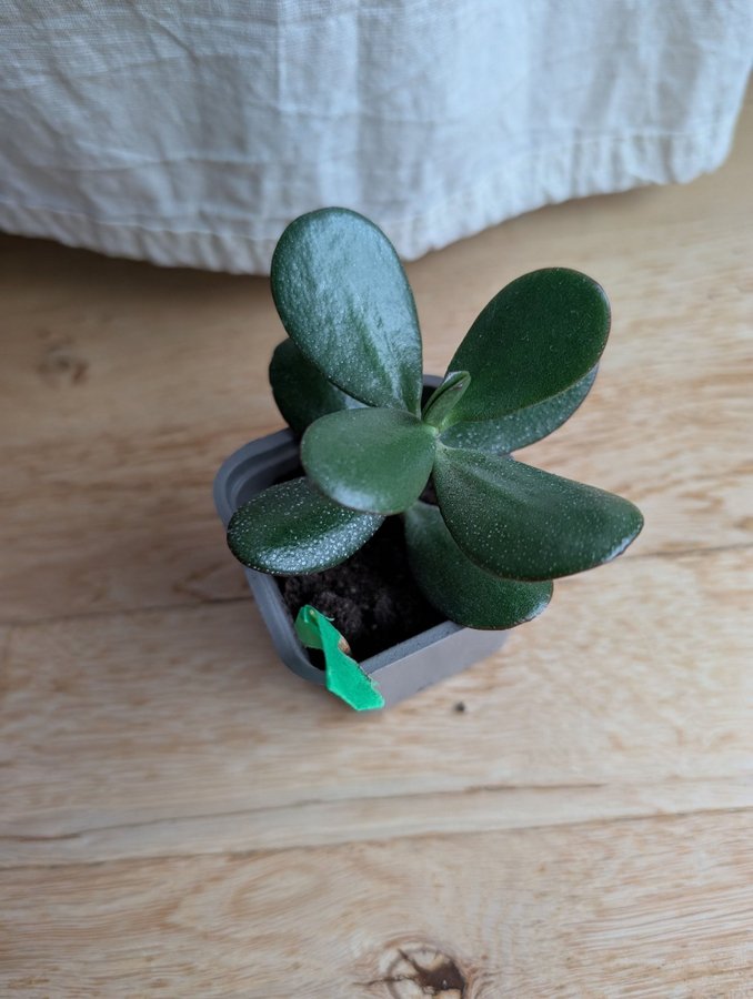 Crassula Ovata - Paradisträd - stickling | Köp på Tradera (711471189)