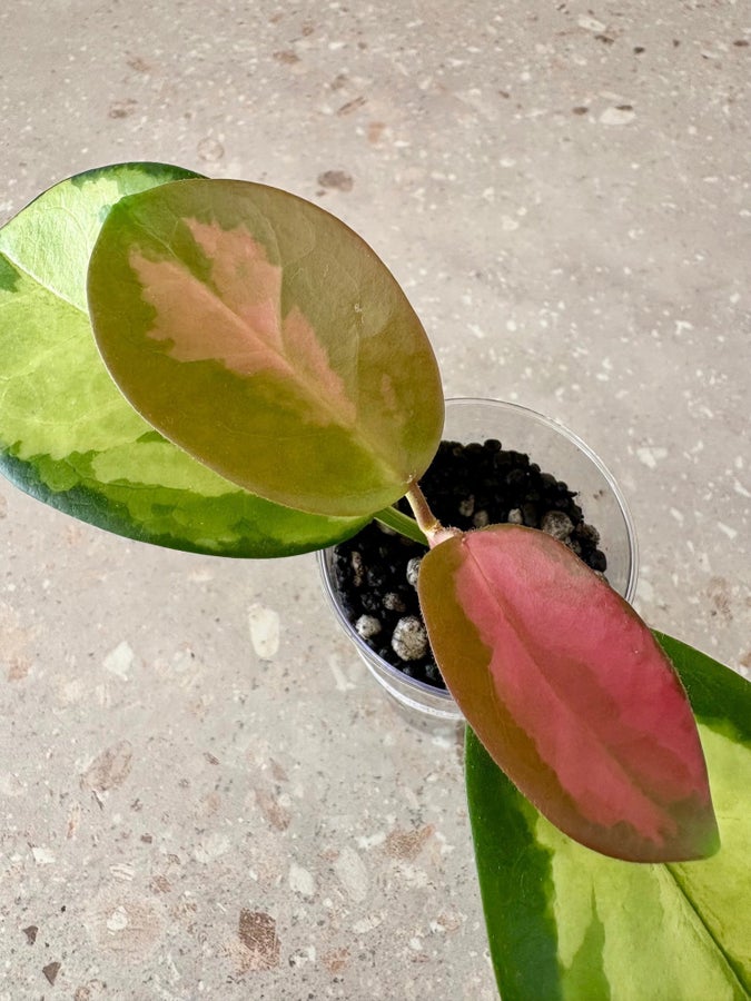 Hoya Australis ssp. tenuipes ’Lisa’ (Nr 203) | Köp på Tradera (734762806)