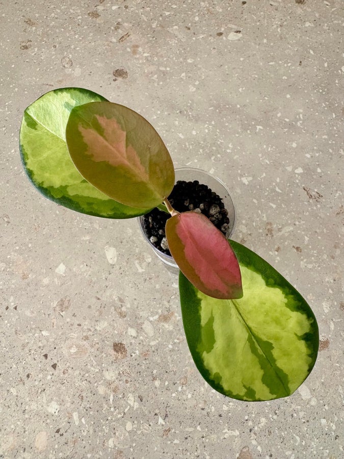 Hoya Australis ssp. tenuipes ’Lisa’ (Nr 203) | Köp på Tradera (734762806)