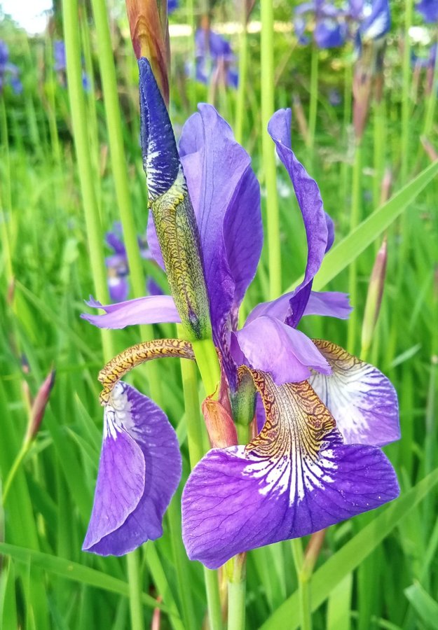 Sibirisk iris, rotad planta | Köp på Tradera (734703984)