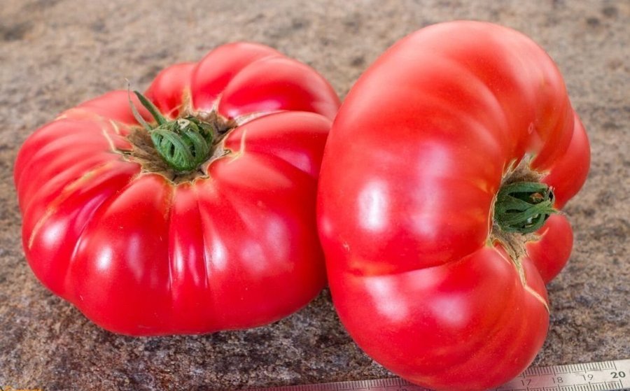 DEBBIE BLACKBURN, ekologisk odling. 5st ferment.. | Köp på Tradera ...