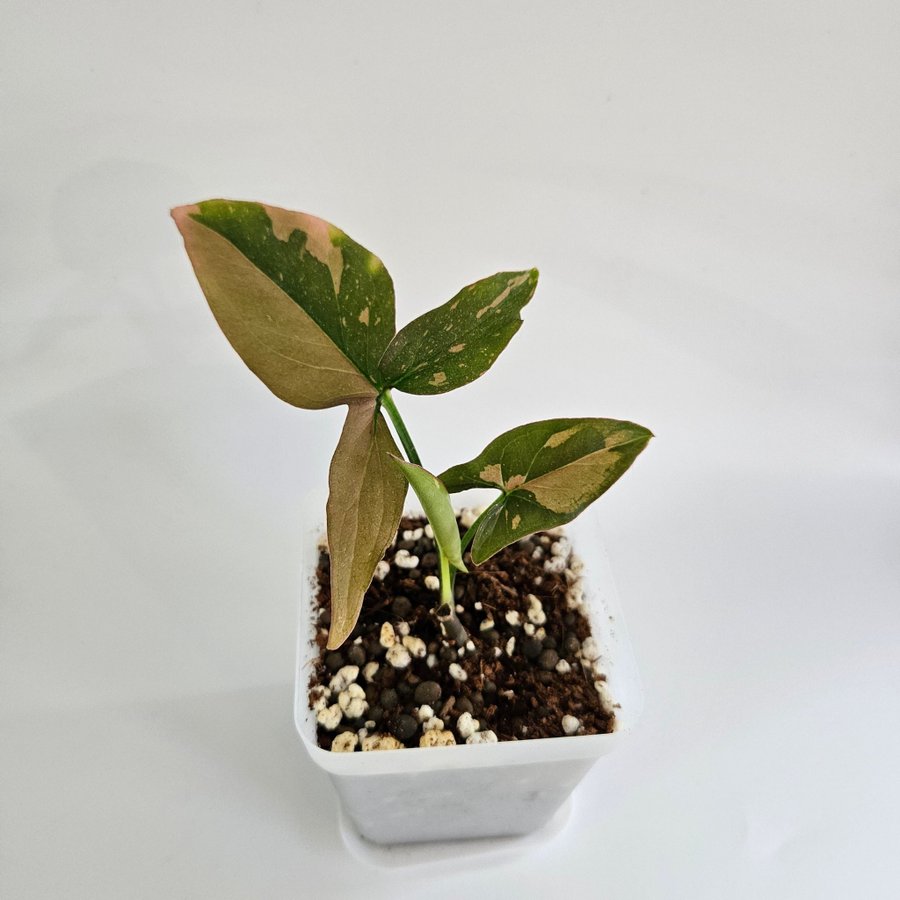 Syngonium pink splash | Köp på Tradera (713770097)