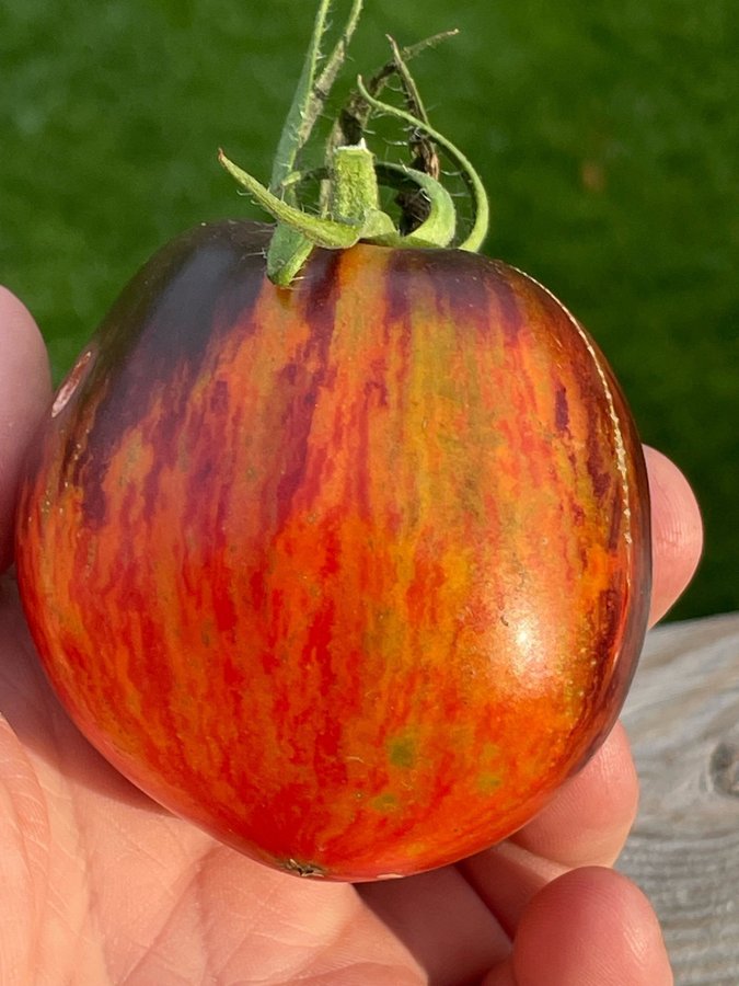 Gargamel Tomatfröer | Köp på Tradera (711795473)