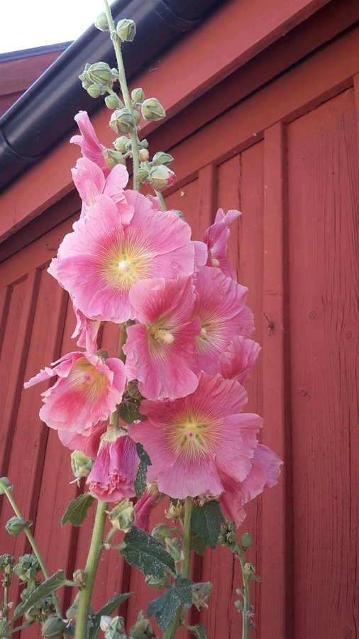 Rosa gammaldags stockros | Köp på Tradera (678697237)