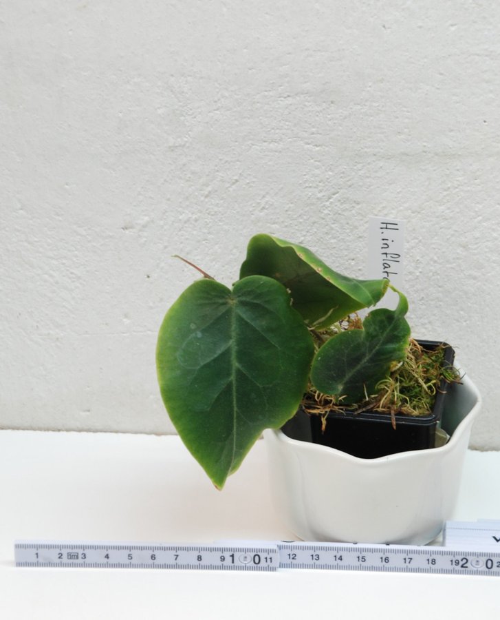 Hoya inflata -välrotad stickl. | Köp på Tradera (733303813)