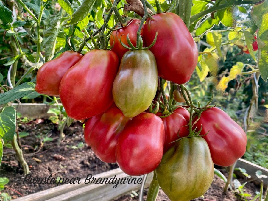 PURPLE PEAR BRANDYWINE - Rikgivande och läääcke.. | Köp på Tradera ...
