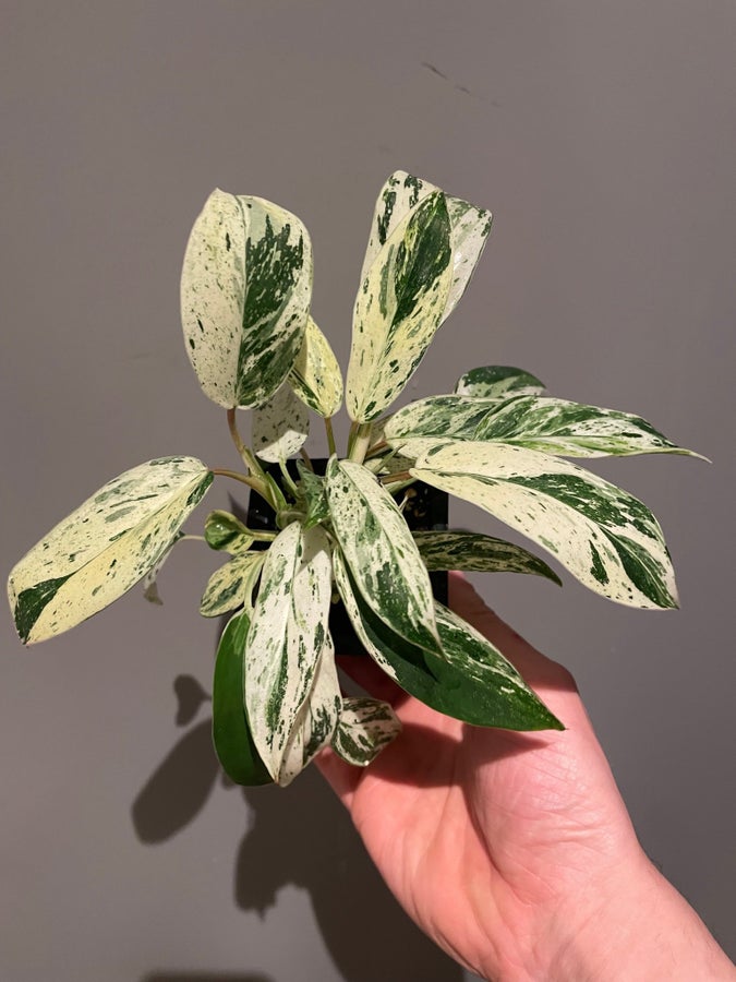 *RARE* Philodendron Emerald Ice Variegata med f.. | Köp på Tradera ...