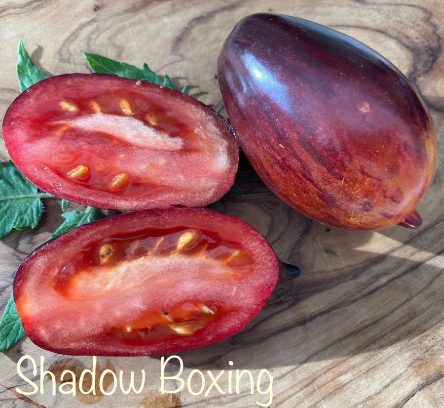 Shadow Boxing Dwarf 10 Tomatfrön | Köp på Tradera (713550231)