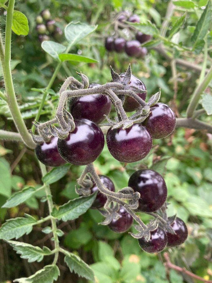 Indigo gold berries tomat 15st fröer | Köp på Tradera (734688291)