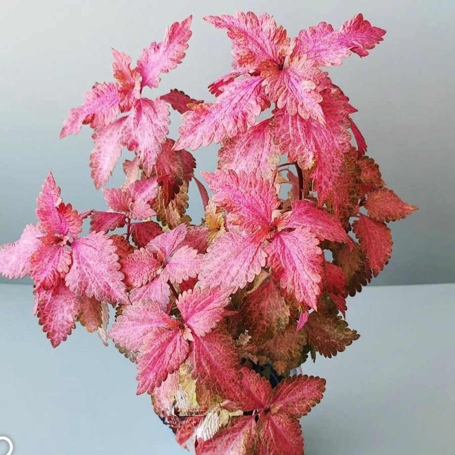 Se produkter som liknar Svala ÖP FRÖN *palettblad*col.. på Tradera ...