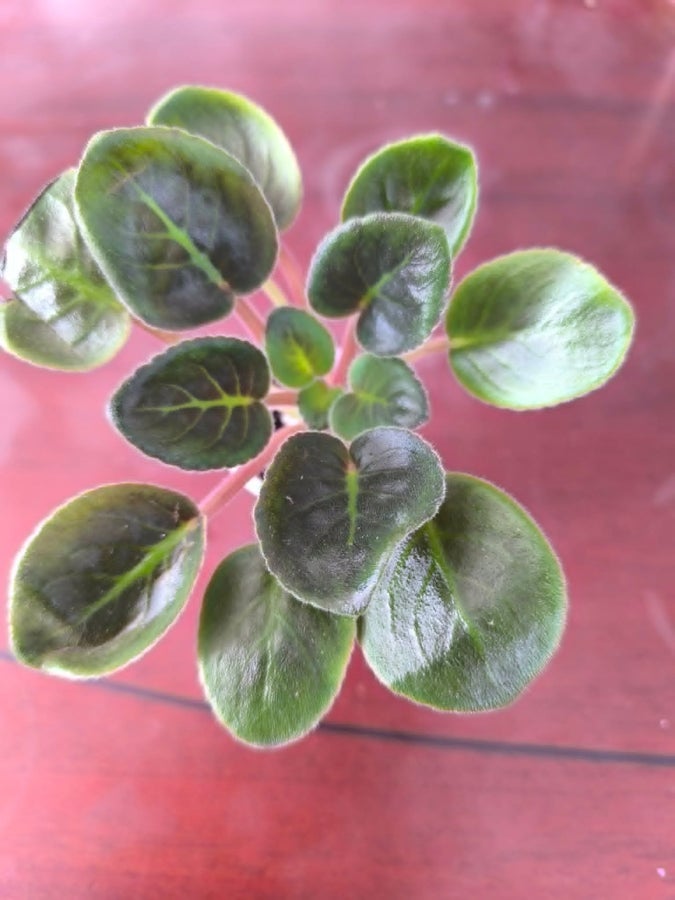 Saintpaulia NK-Poglyad Zori en ung planta bild 2 | Köp på Tradera ...
