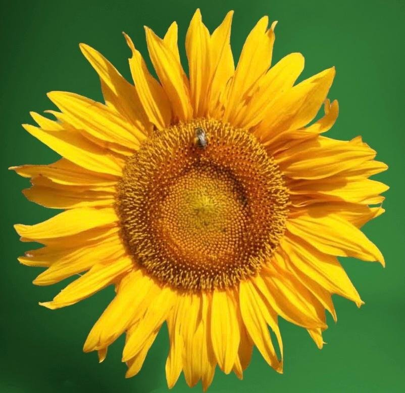 Låg solros ’Sunspot Gold’ med .. | Köp från Frejasfröer på Tradera ...