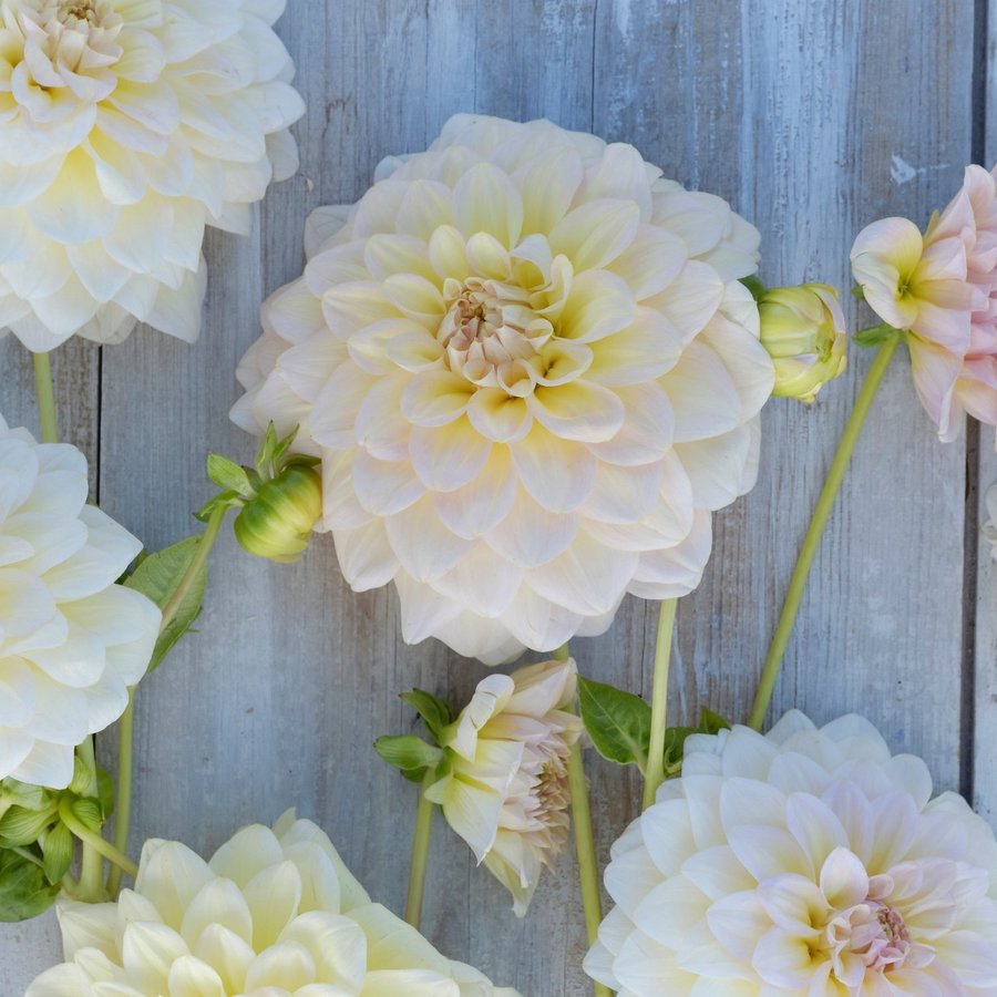 Dahlia knöl Alloway Cottage Nyh.. | Köp från ullabulla0 på Tradera ...