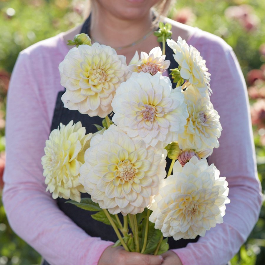 Dahlia knöl Alloway Cottage Nyh.. | Köp från ullabulla0 på Tradera ...