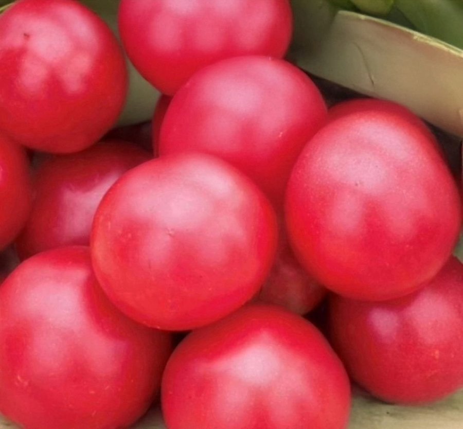 Rosy Finch Microdwarf | Köp på Tradera (713767034)