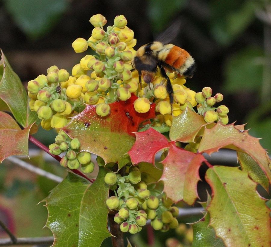 Mahonia - Nordens mimosa - 50 frö.. | Köp från ekberget på Tradera ...