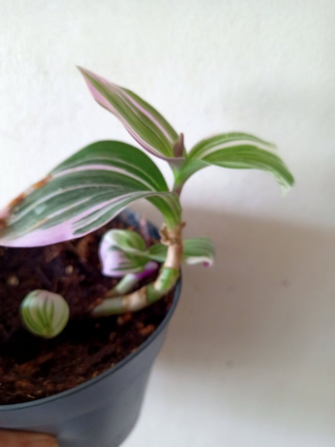 Tradescantia Nanouk - planta | Köp på Tradera (736737453)