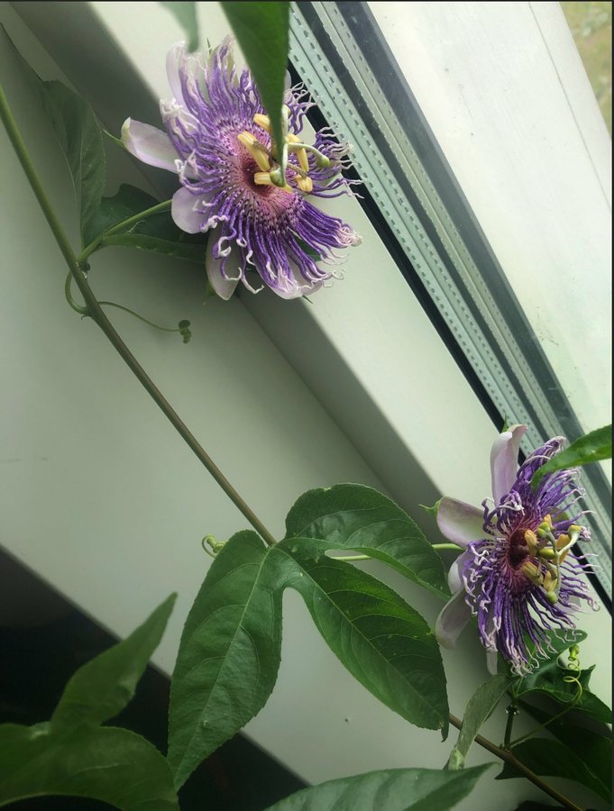 Passionsfrukt passionsblomma stickling sorten h.. | Köp på Tradera ...