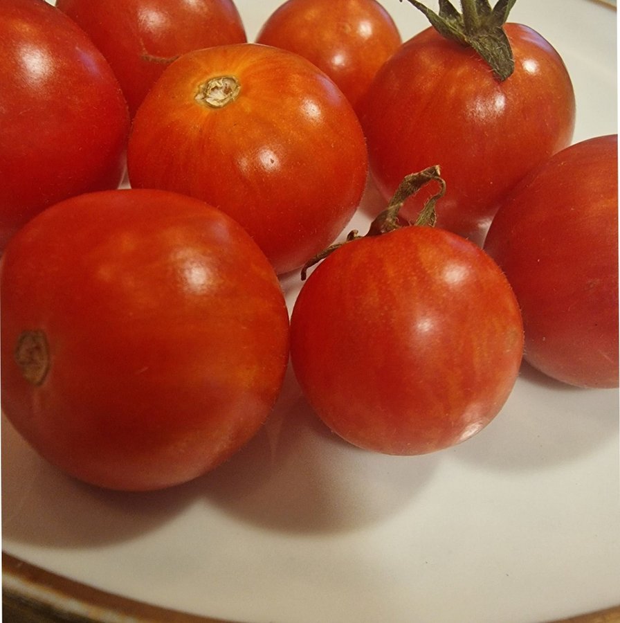 Tomatfrön RASPBERRY BERET. 5st fermenterade frå.. | Köp på Tradera ...