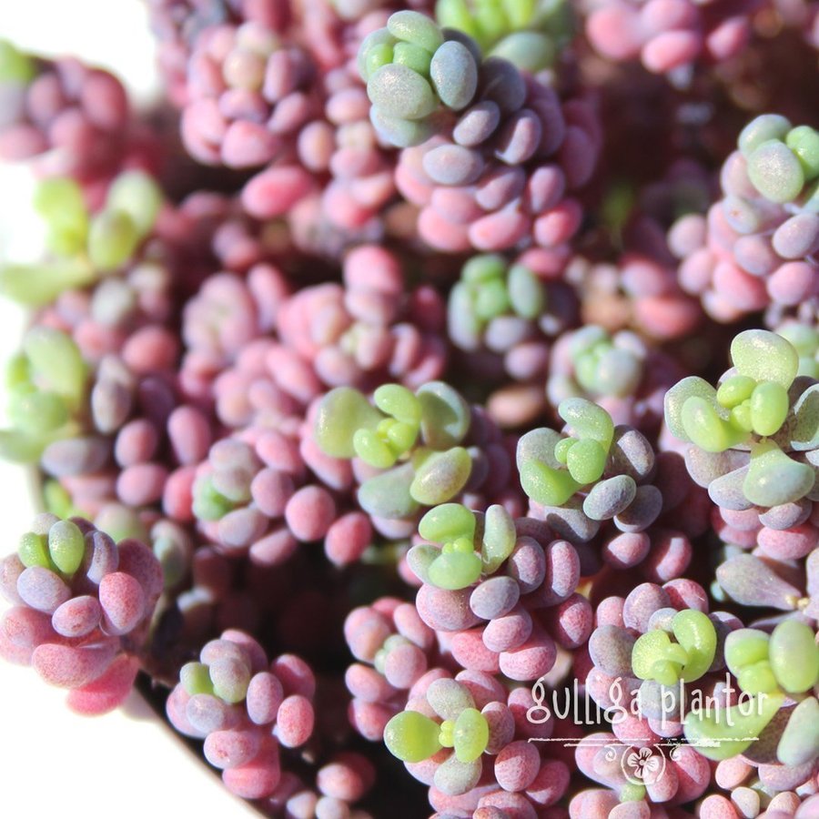 Sedum dasyphyllum Lilac Mound - 1 planta - fetb.. | Köp på Tradera ...