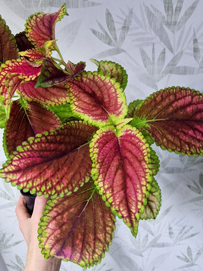 Rotad stickling av palettblad coleus SUMMER MEA.. | Köp på Tradera ...