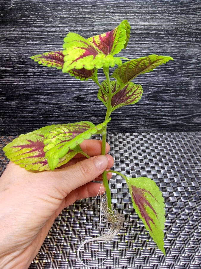 Rotad stickling av palettblad coleus SUMMER MEA.. | Köp på Tradera ...