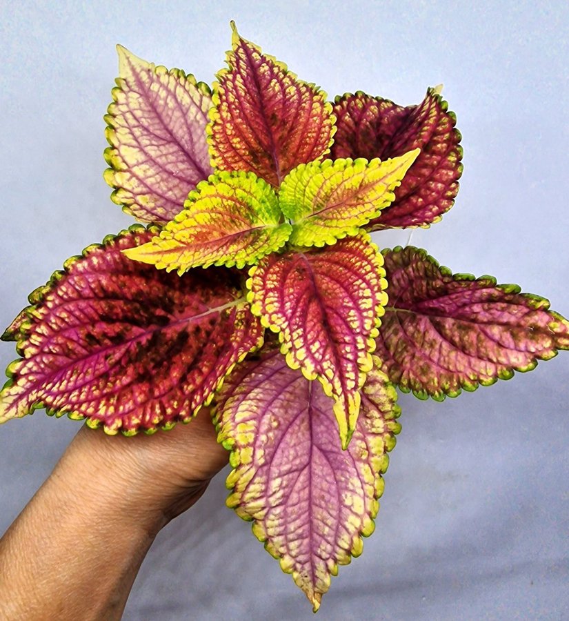Rotad stickling av palettblad coleus SUMMER MEA.. | Köp på Tradera ...