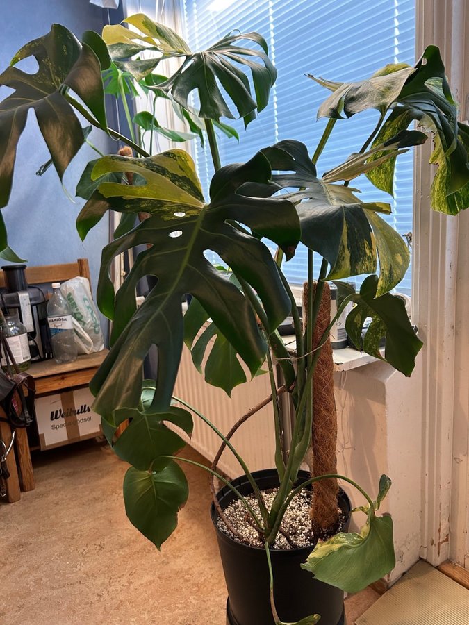 Stor Monstera Deliciosa Full/Large form .. Aurea | Köp på Tradera ...