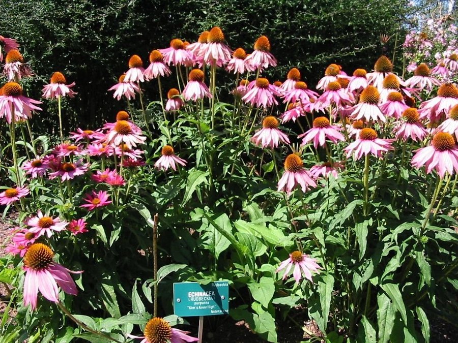 Lila solhatt echinacea 10 fröer | Köp på Tradera (712937400)