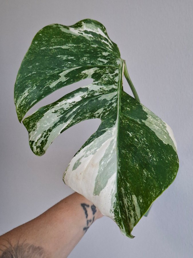 Monstera albo variegata - Välrotad stickling me.. | Köp på Tradera ...