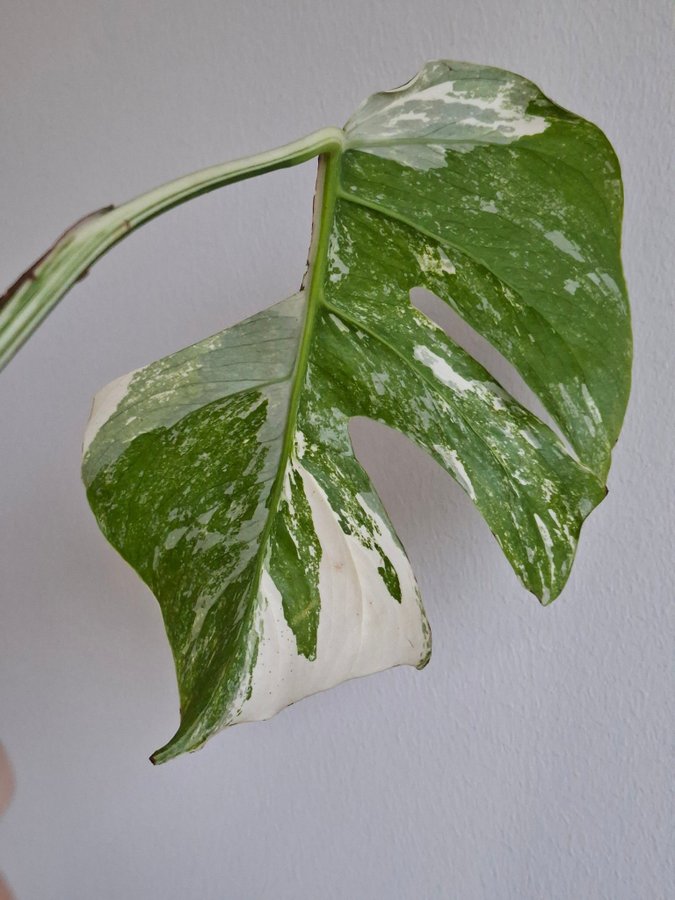 Monstera albo variegata - Välrotad stickling me.. | Köp på Tradera ...