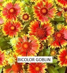 Gaillardia Goblin Blomma 15 frön | Köp på Tradera (711830177)
