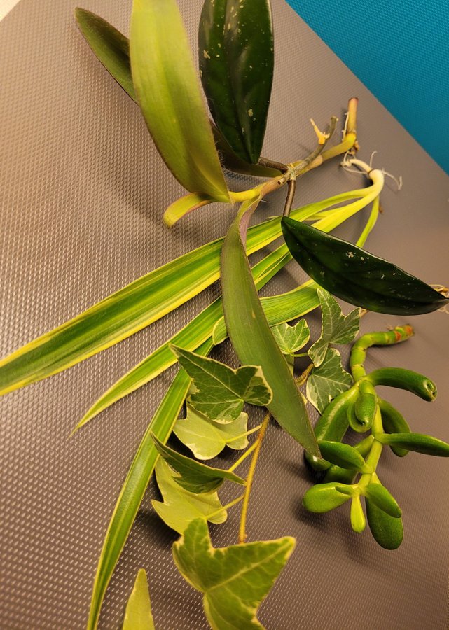 5 sorter rotade sticklingar. Hoya, Krassula, Am.. | Köp på Tradera ... 5 sorter rotade sticklingar. Hoya, Krassula, Am.. | Köp på Tradera ...