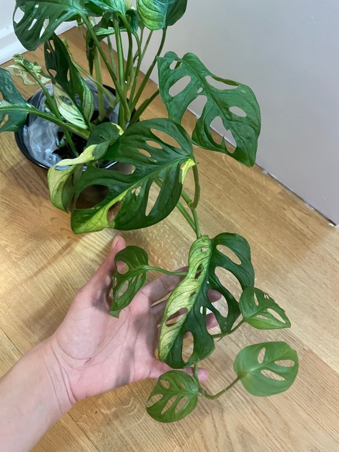 Monstera Adansonii Variegata | Köp på Tradera (713164096)