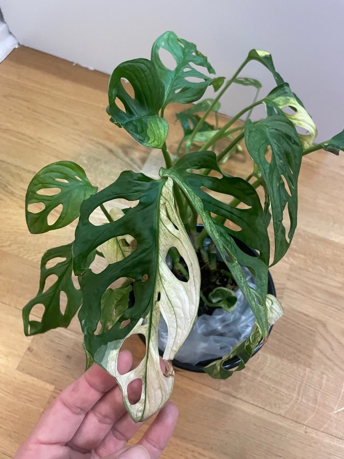 Monstera Adansonii Variegata | Köp på Tradera (713164096)