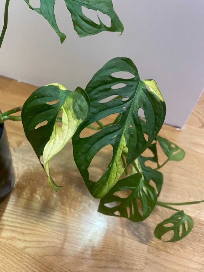 Monstera Adansonii Variegata | Köp på Tradera (713164096)