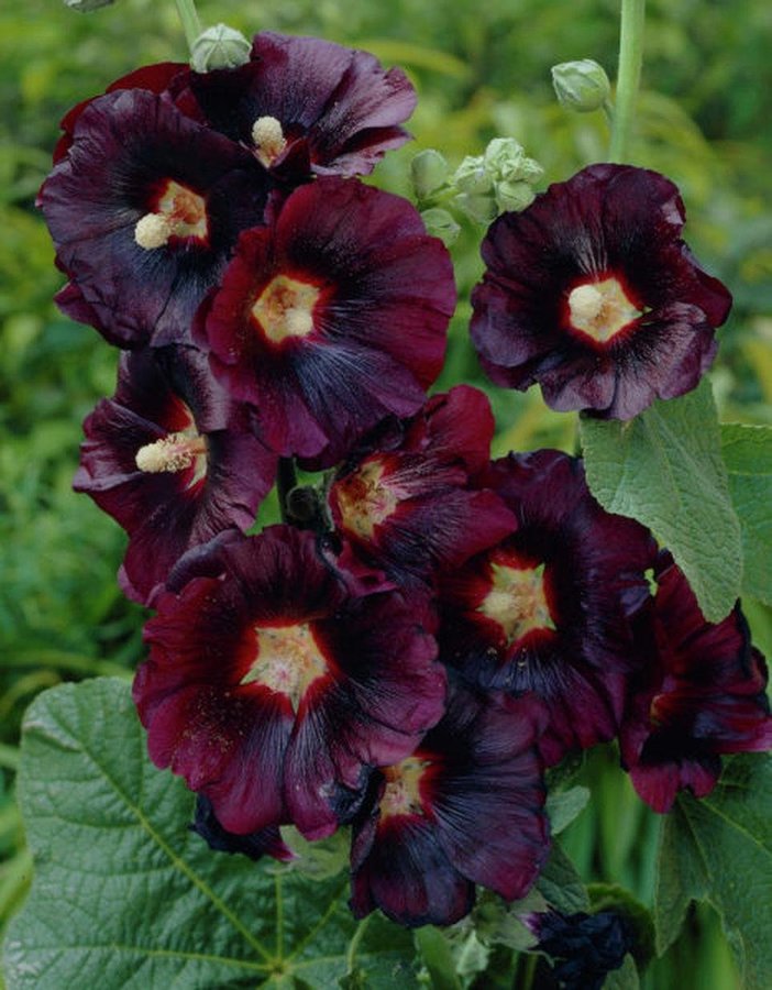 Se produkter som liknar Svarta stockrosor - PLANTERA .. på Tradera ...