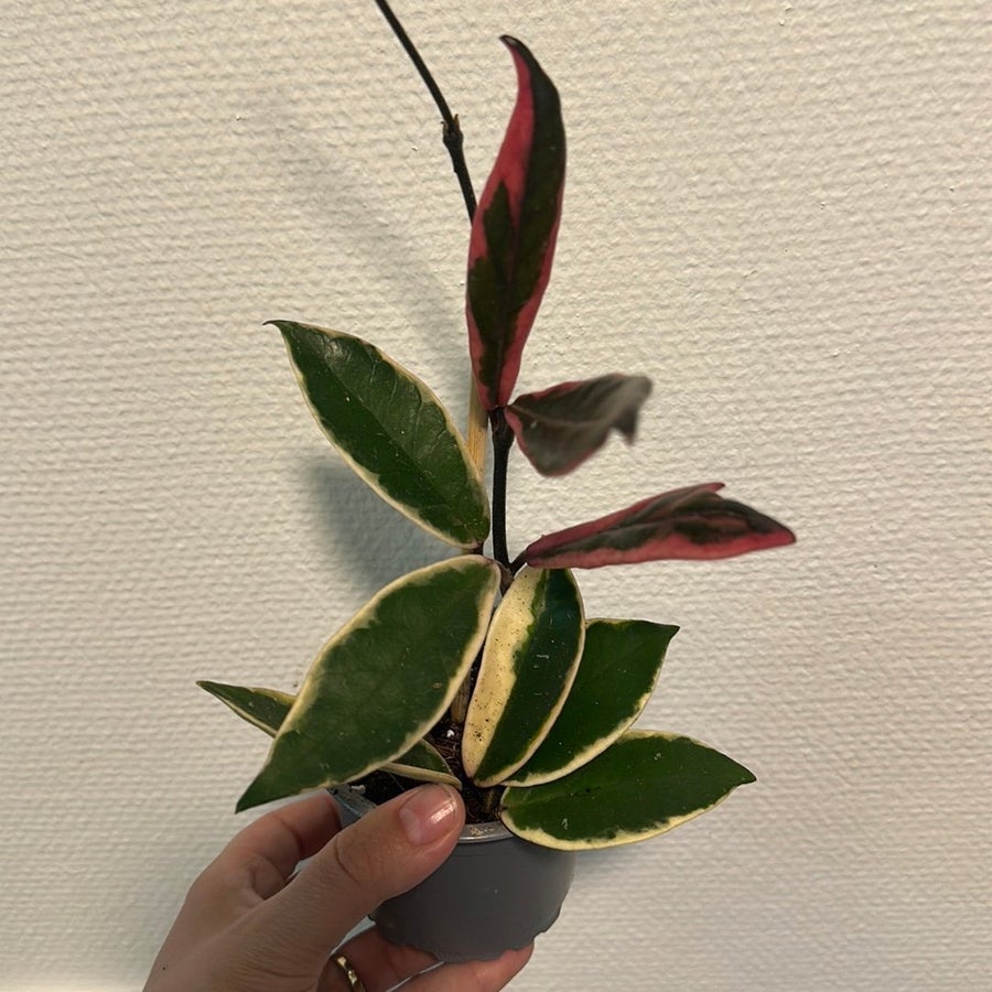 Hoya flamingo dream | Köp på Tradera (736227432)