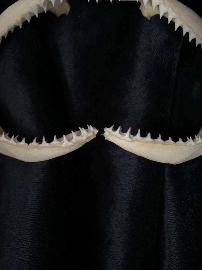 Se produkter som liknar Hajgap Käft Hajkäke Tänder Ta.. på Tradera ...