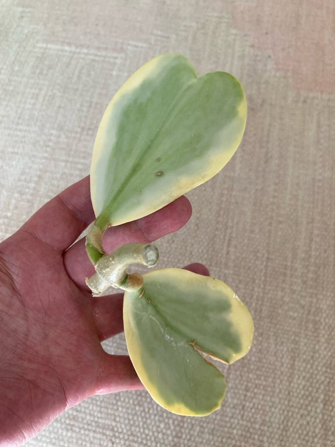 Hoya Kerrii Variegata - Hjärtformad porslinsblo.. | Köp på Tradera ...