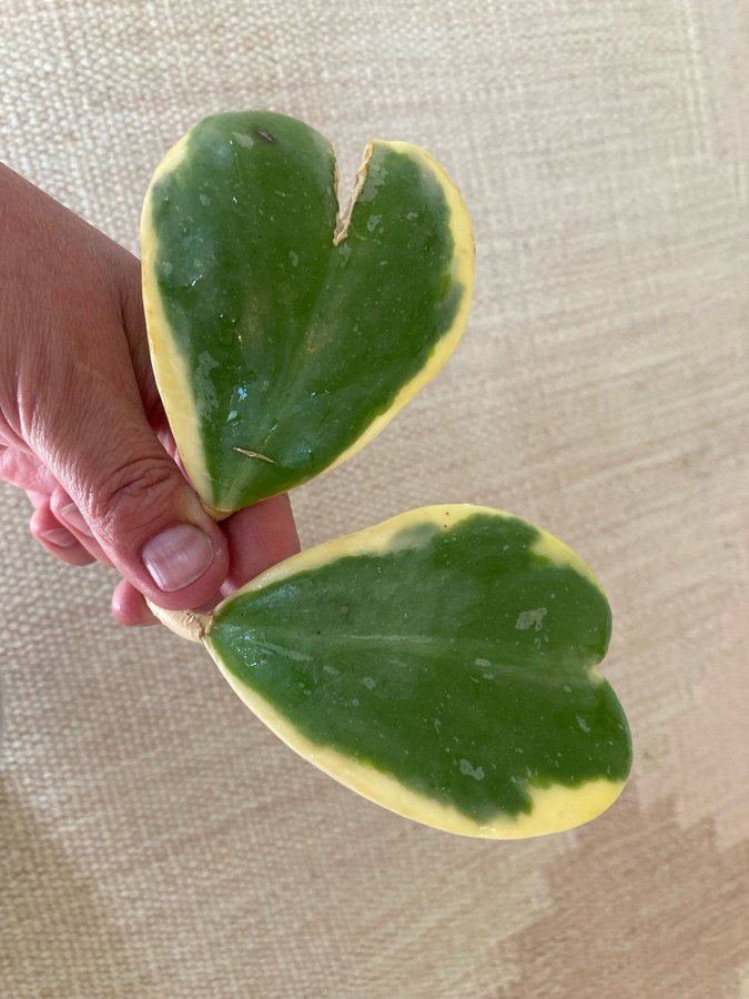 Hoya Kerrii Variegata - Hjärtformad porslinsblo.. | Köp på Tradera ...