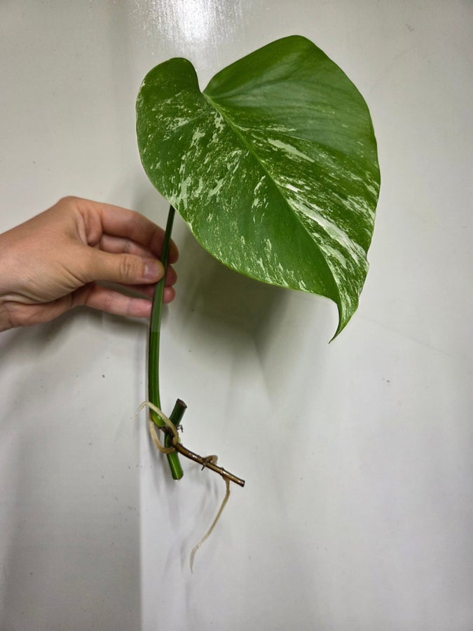 Monstera albo variegata | Köp på Tradera (736568840)