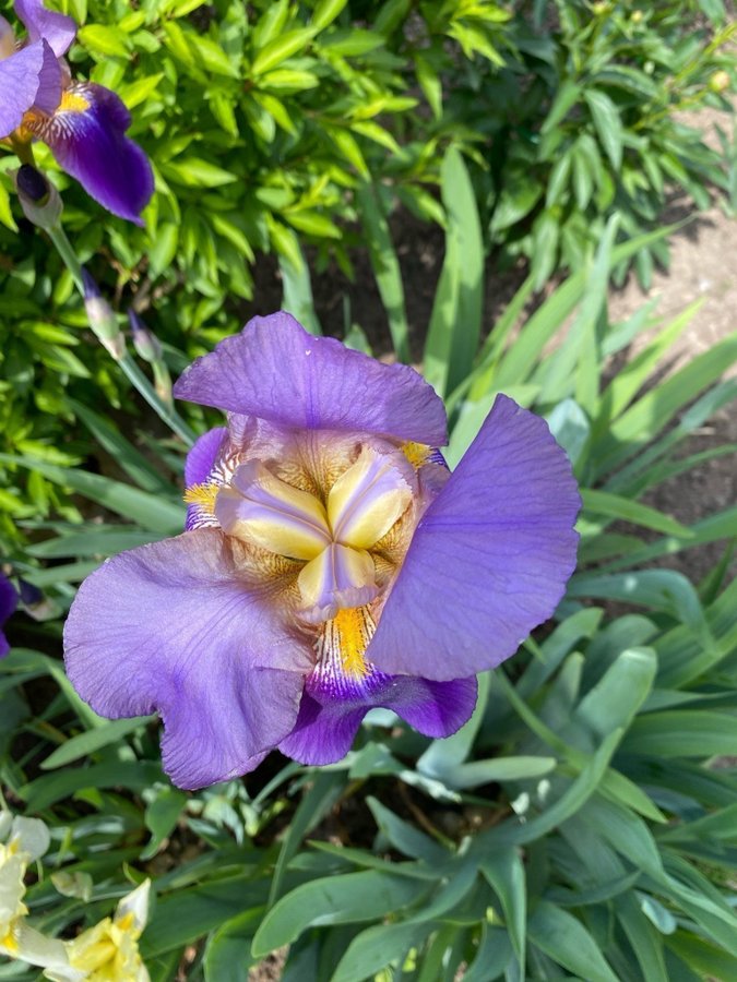 3 Iris Germanica Alcazar mörk lilla till lilla .. | Köp på Tradera ...