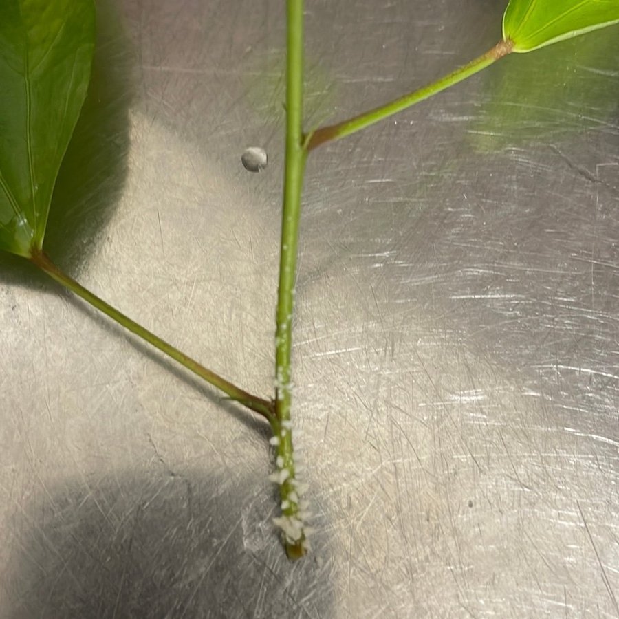 Hibiskus stickling, röda blommor | Köp på Tradera (708372943)