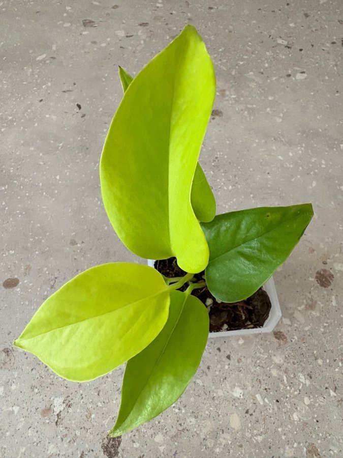 Epipremnum Aureum ’Neon’ (Nr 240) | Köp på Tradera (734771611)