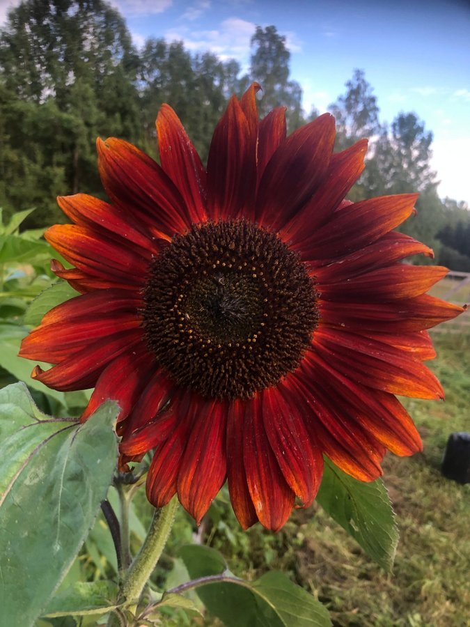 Se produkter som liknar Solros Red Sun, Helianthus an.. på Tradera ...