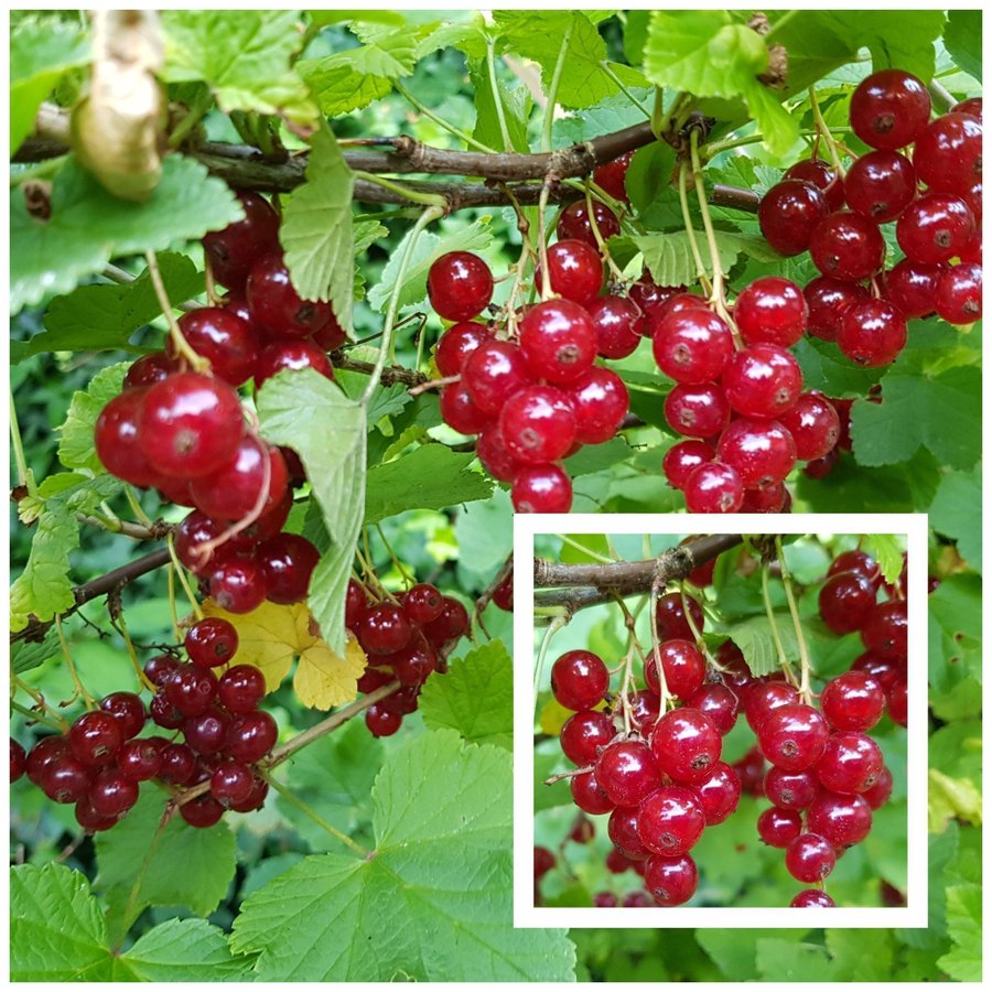 Se produkter som liknar Fruktbuske - Röda vinbär - pl.. på Tradera ...