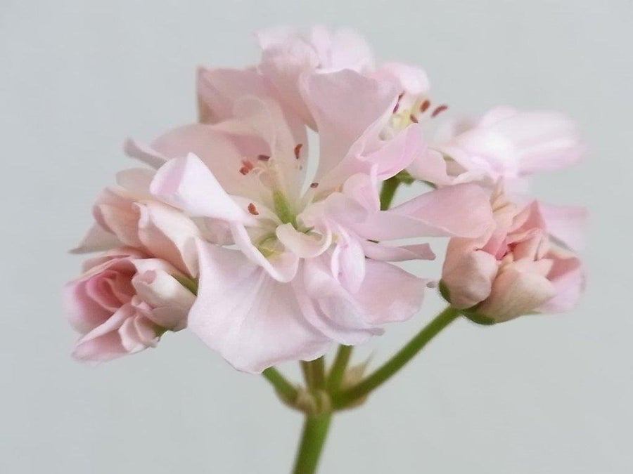 Rotad Stickling av Pelargonen Elnaryds Miranda | Köp på Tradera (736878482)